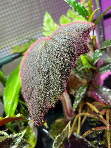 Begonia robusta？ Aceh Sumatra 【ZOE0622-01i 】 | Plants-Axis