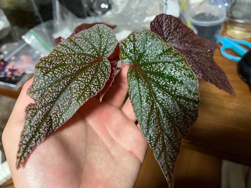 Begonia sp. U062 Kolkata, India | Plants-Axis