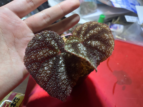 Begonia kui Vietnam | Plants-Axis