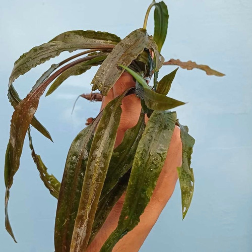 Cryptocoryne crispatula var. albida “Bronze Leaf” Mon | Plants-Axis