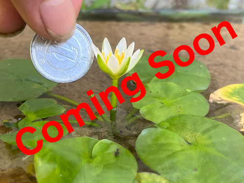 Nymphaea thermarum ‘NMPV2023’ From Ruwanda, Seedling | Plants-Axis