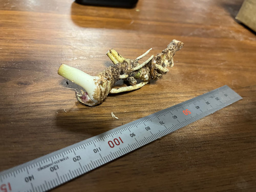 Aspidistra radiata Honghe | Plants-Axis