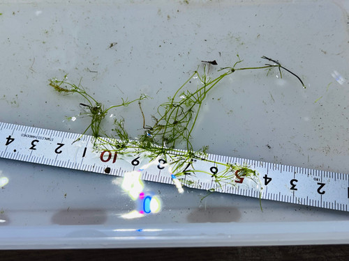 [NM] Nitella sp. Wang Nuea | Plants-Axis