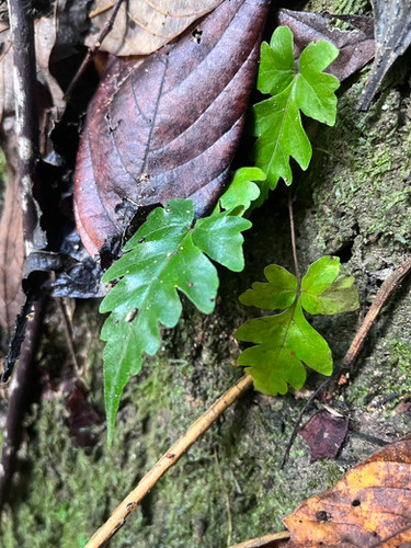 [NM] Tectaria sp. Chiang Mai | Plants-Axis