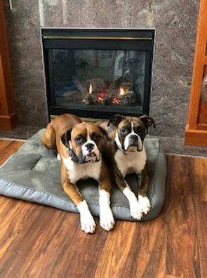 Washington Boxers | AKC Boxers | Boxer Puppies | CKC Boxers