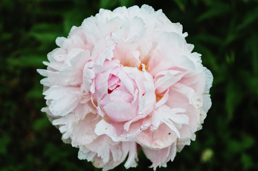 Peony Color List | Peony Flowers VA