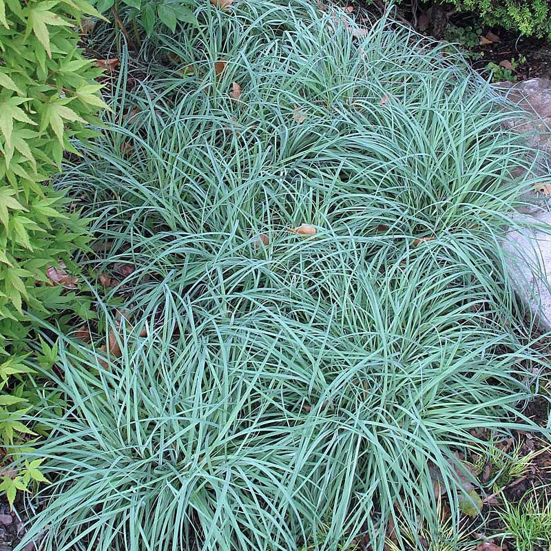 Carex flacca 'Blue Zinger' Sedge @ DMF Gardens