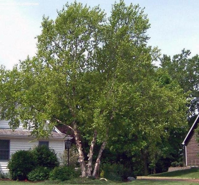 Betula nigra 'Cully' Heritage River Birch @ DMF Gardens