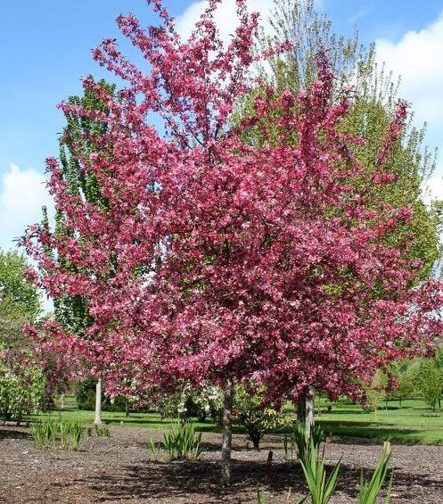 Malus hybrida 'JFS-KW5' Royal Raindrops® Flowering Crabapple @ DMF Gardens