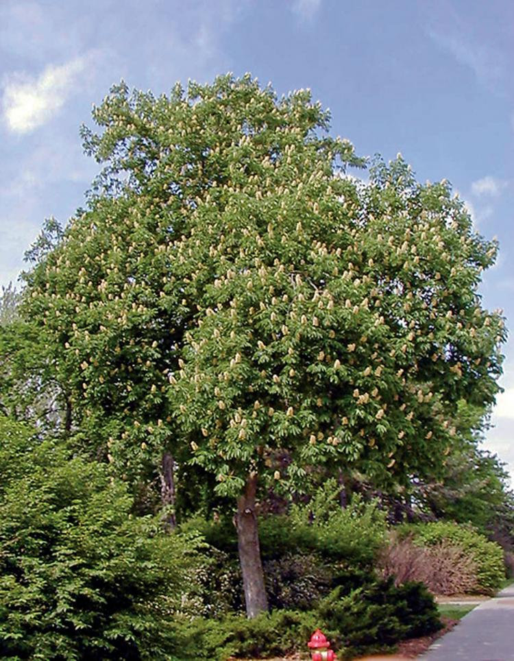 Aesculus glabra Ohio Buckeye @ DMF Gardens