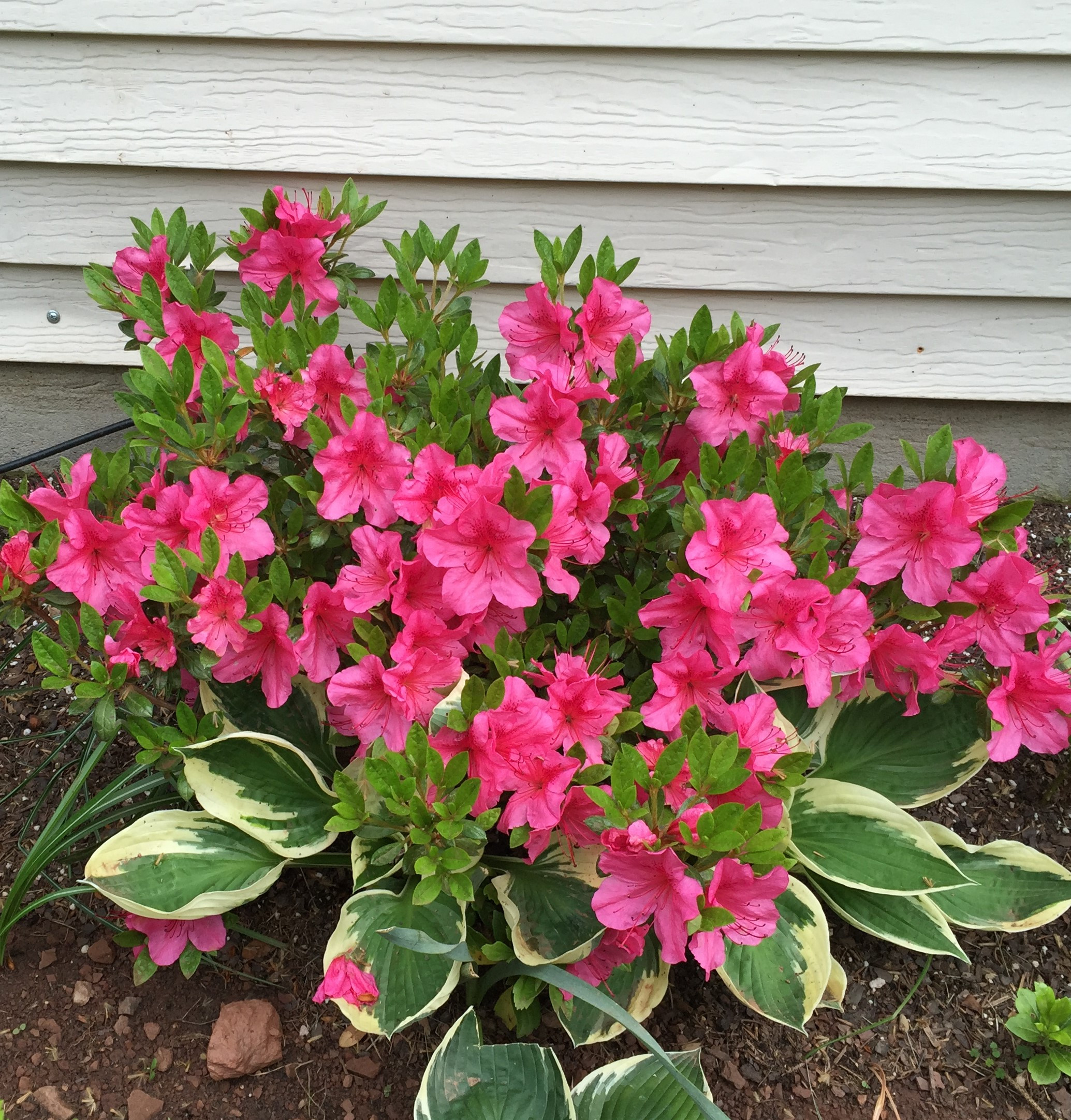 Rhododendron hybrida 'Renee Michelle'Girard Series Azalea @ DMF Gardens