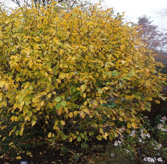 Hamamelis vernalisVernal Witchhazel @ DMF Gardens