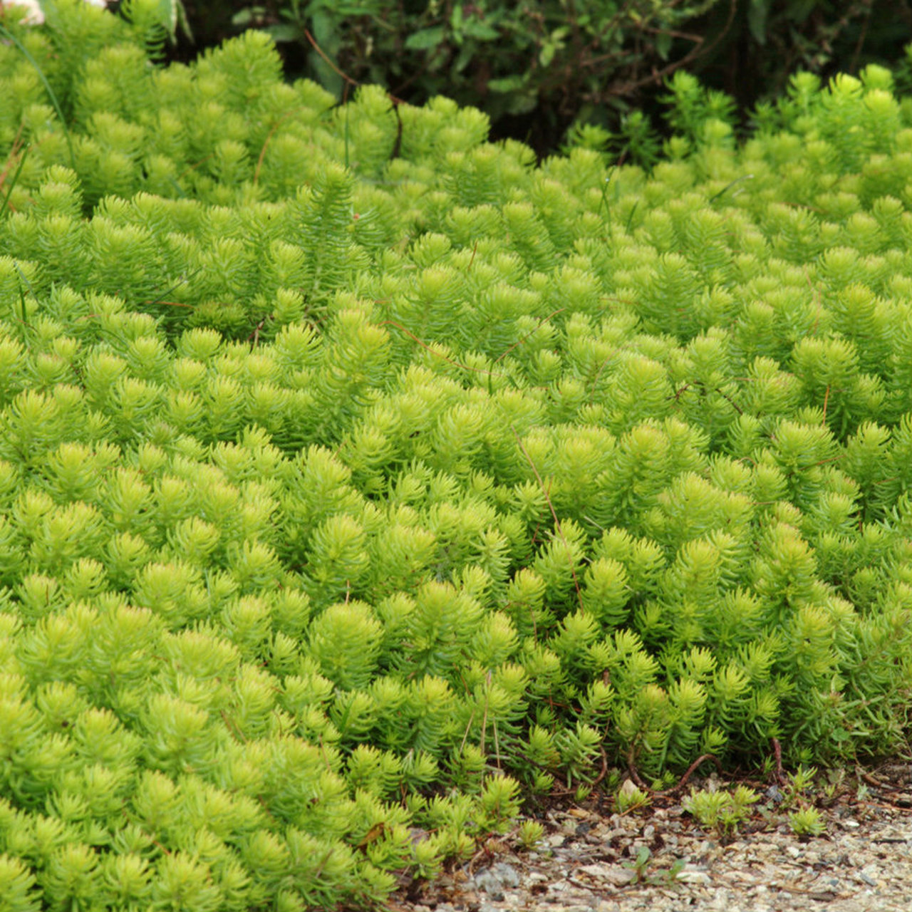 Sedum rupestre 'Angelina' Stonecrop @ DMF Gardens