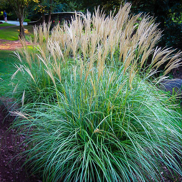 Miscanthus sinensis 'Adagio' Dwarf Maiden Grass @ DMF Gardens