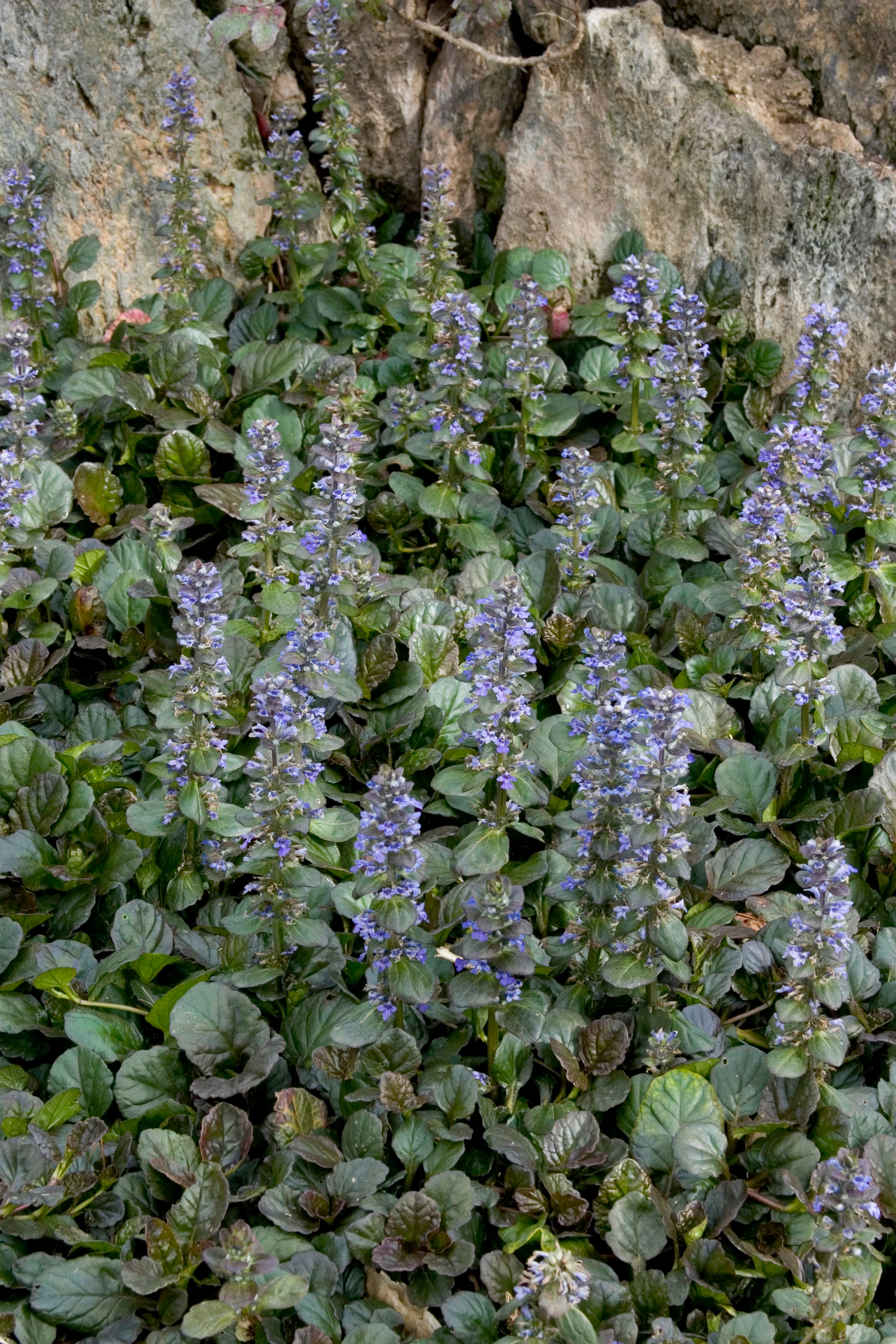 Ajuga reptans 'Catlin's Giant' Bugleweed @ DMF Gardens