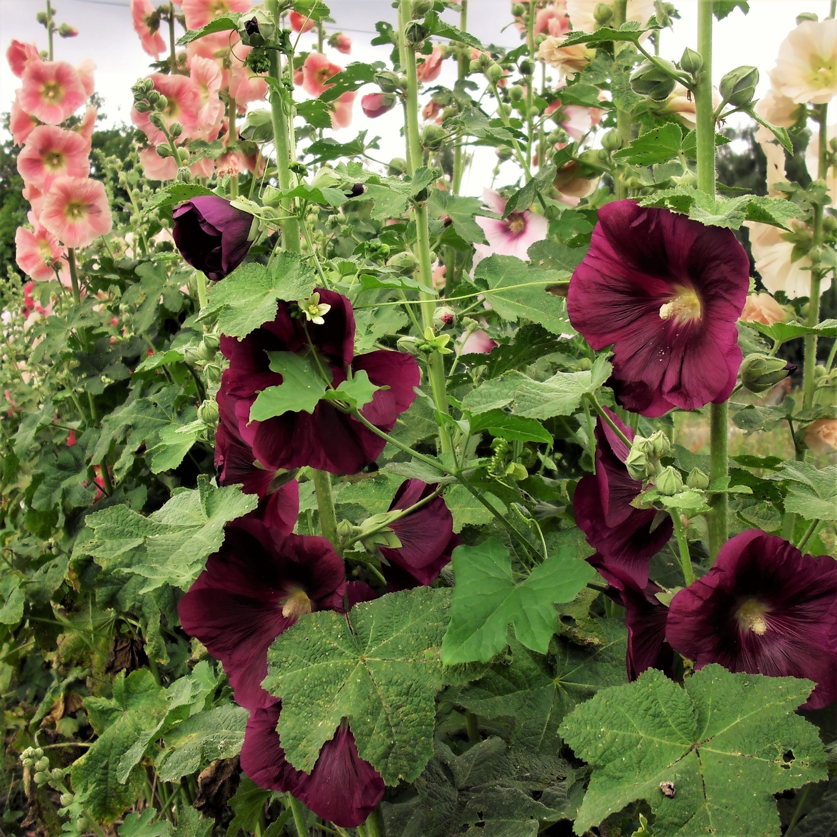 Alcea rosea 'Blacknight' Spotlight Series Hollyhock @ DMF Gardens