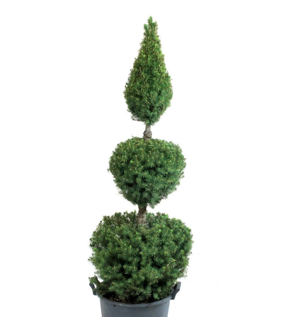 Topiary forms Poodle Juniper, Alberta Spruce, Arborvitae, Etc. @ DMF ...