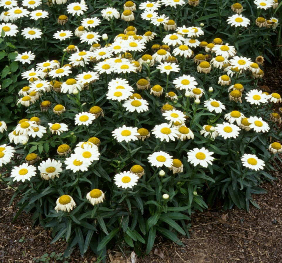 Leucanthemum superbum 'Snowcap' Shasta Daisy @ DMF Gardens