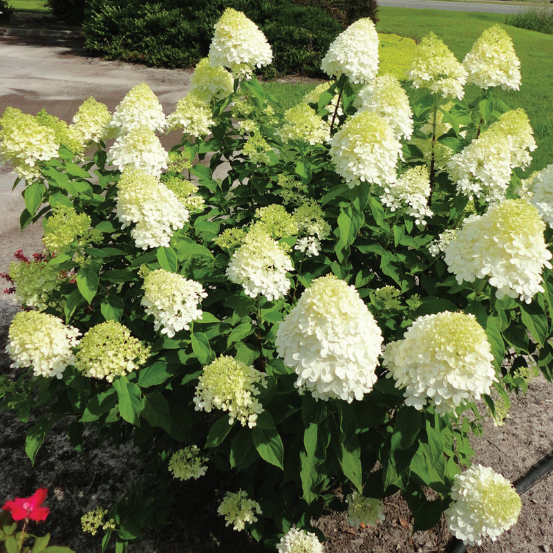 Hydrangea paniculata 'Jane'Little Lime Panicle Hydrangea @ DMF Gardens