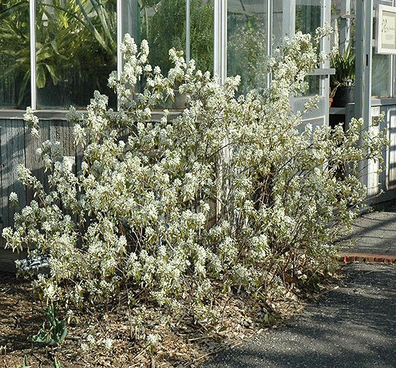 Amelanchier alnifoliaRegent Serviceberry @ DMF Gardens
