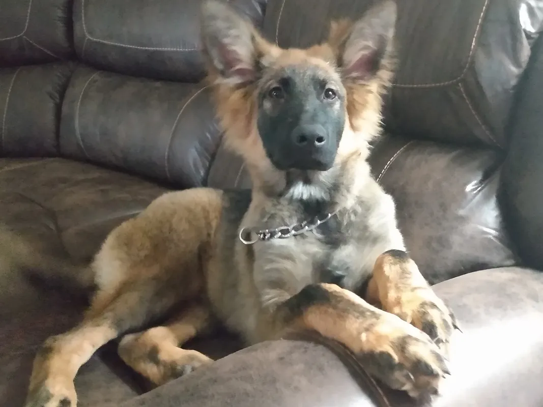 Dog Training Classes in Alabama | Southern K-9 Training Solutions