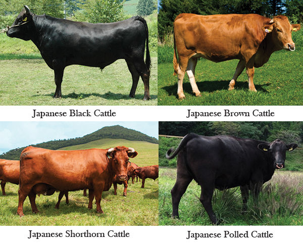 Know Your Steak How To Choose The Best Steak AD Butcher Steak know-your-steak-how-to-choose-the-best-steak-ad-butcher-steak