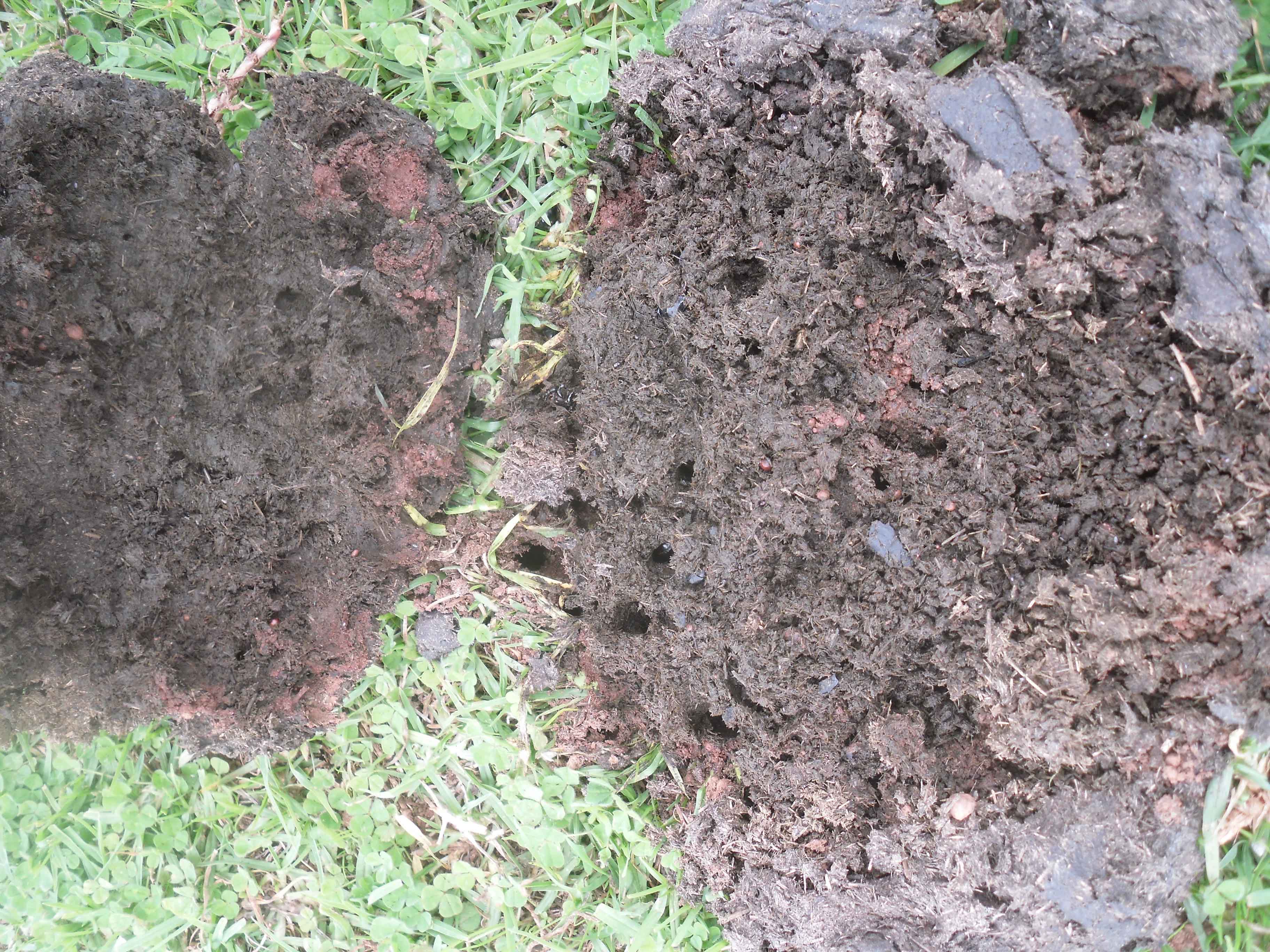 Bubas bison | dungbeetlessw