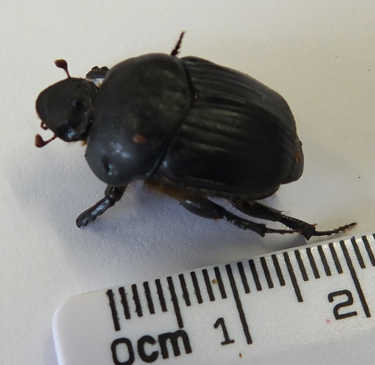 Bubas bison | dungbeetlessw