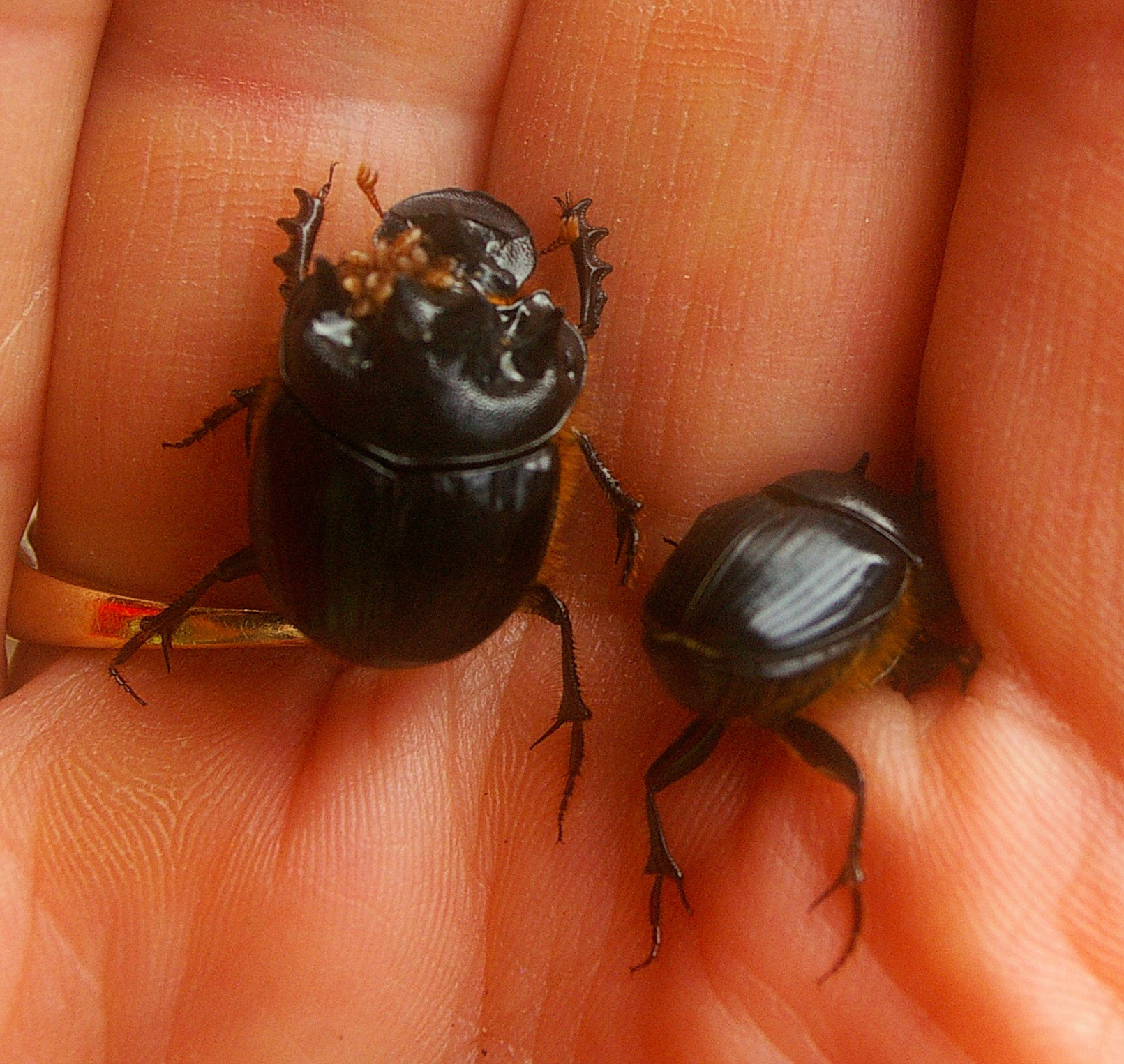 Bubas bison | dungbeetlessw