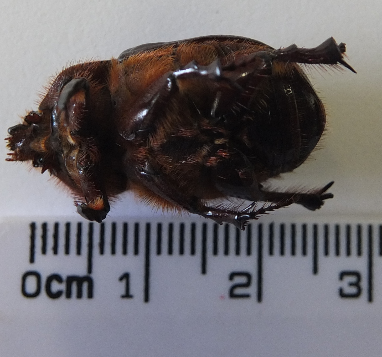 Onitis aygulus | dungbeetlessw