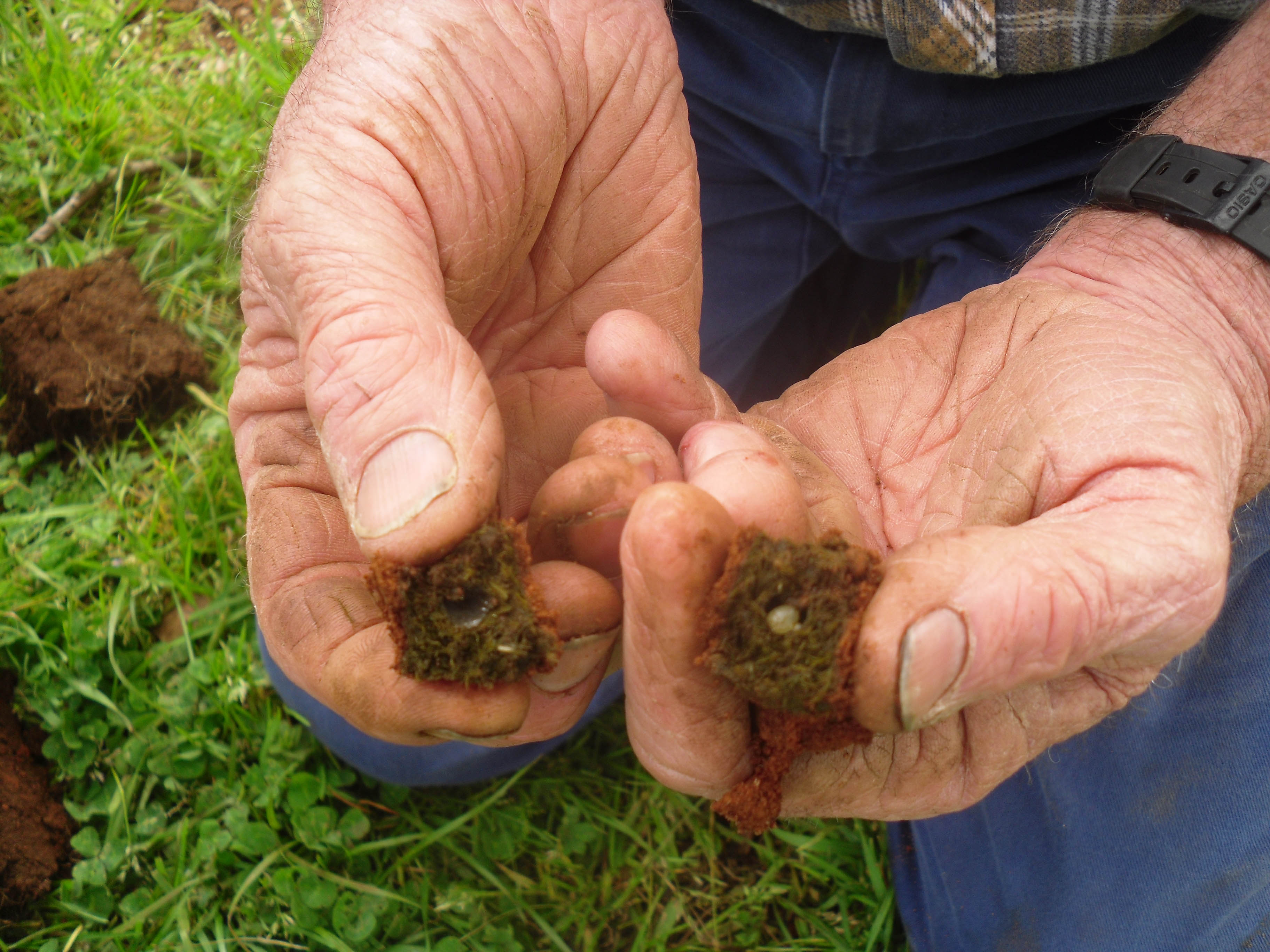 Bubas bison | dungbeetlessw