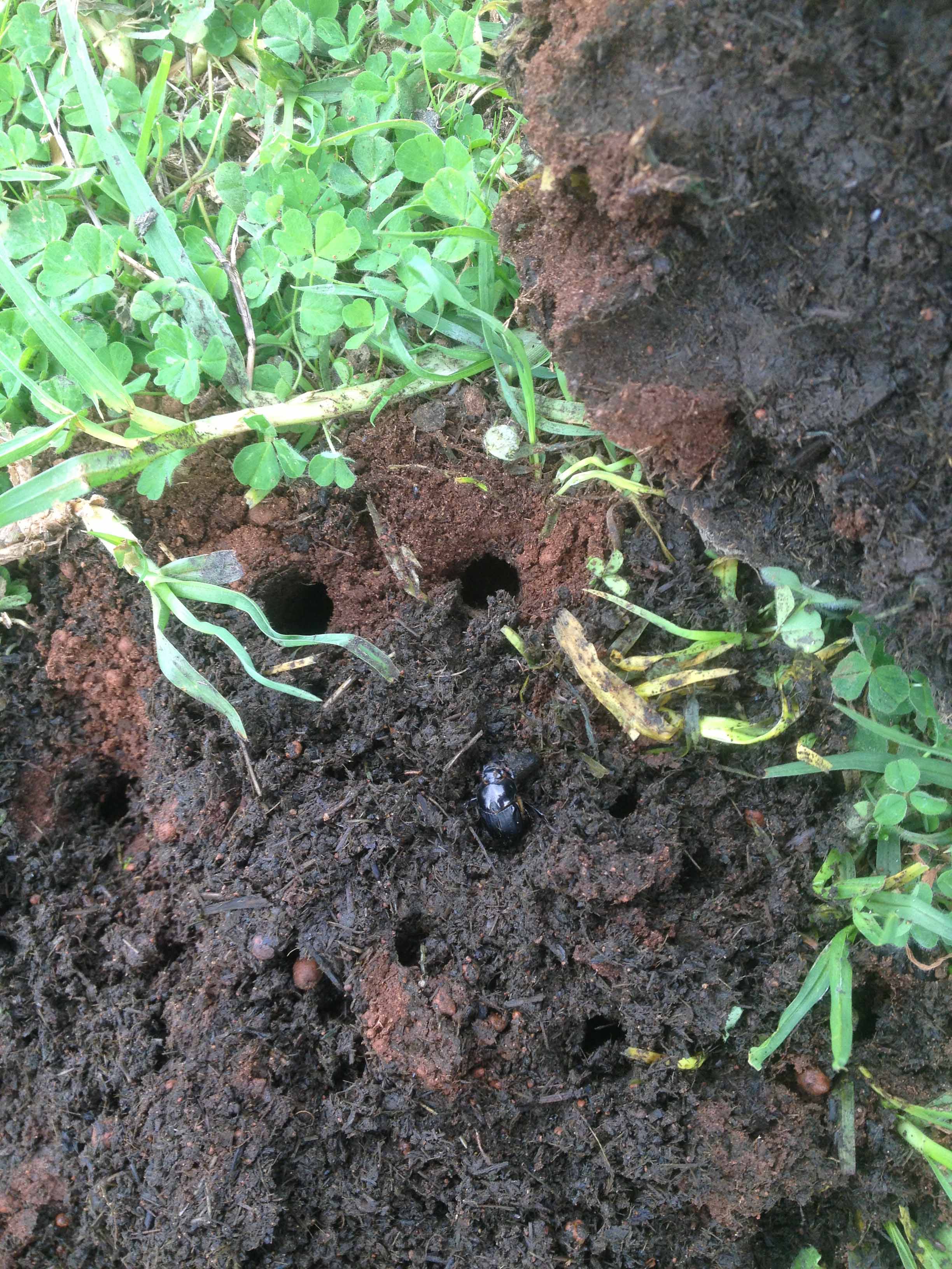 Bubas bison | dungbeetlessw