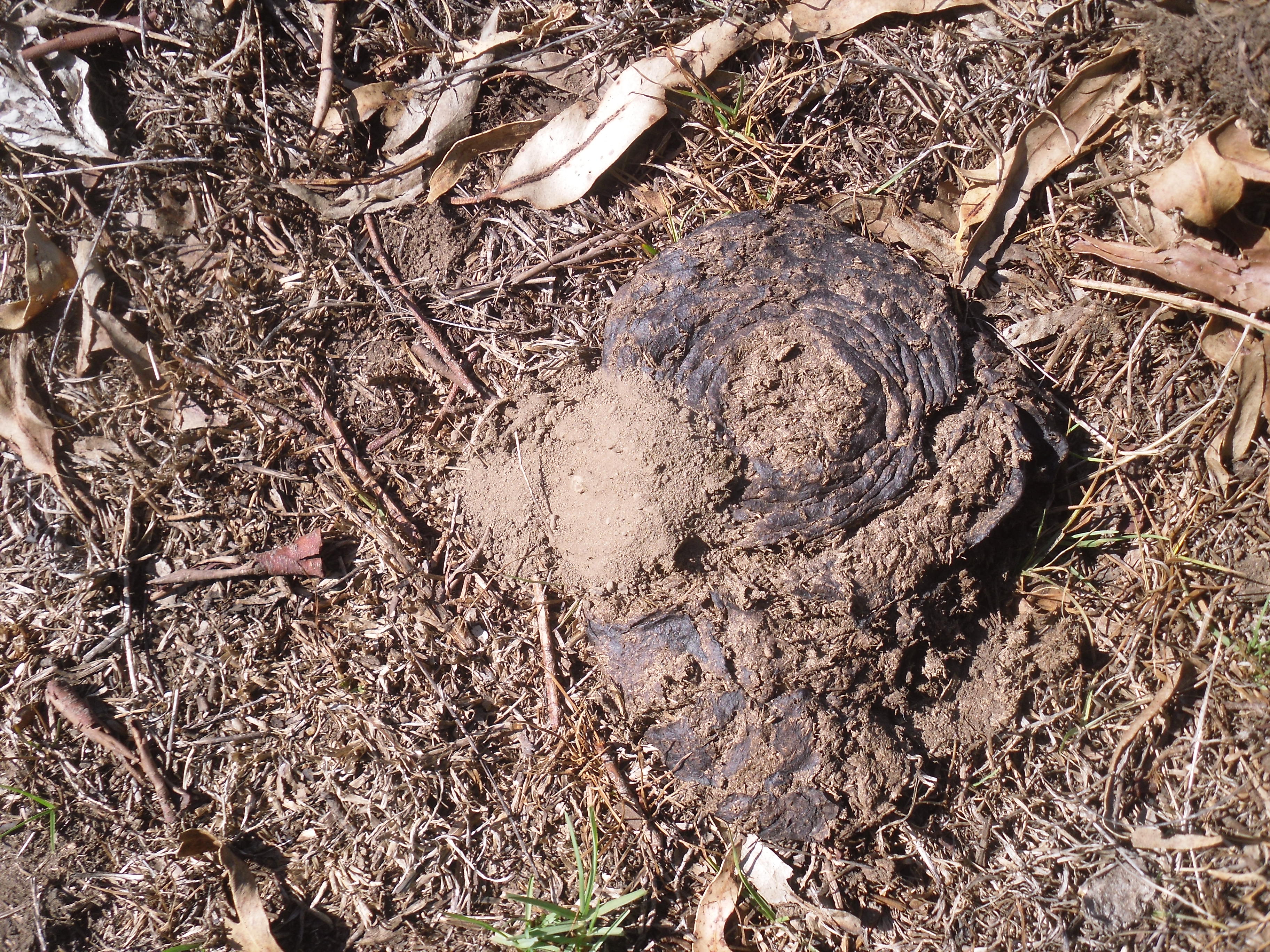 Onitis aygulus | dungbeetlessw