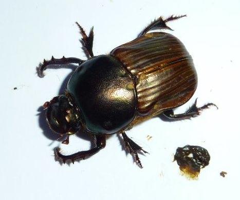 Onitis aygulus | dungbeetlessw