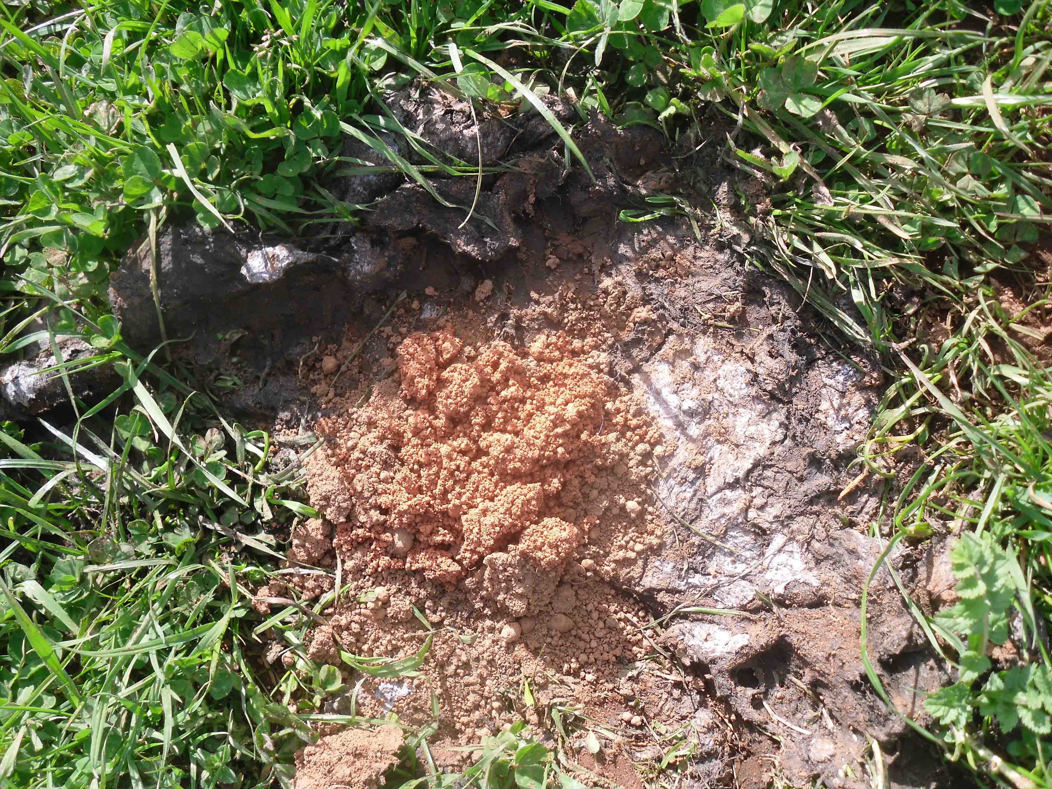 Bubas bison | dungbeetlessw