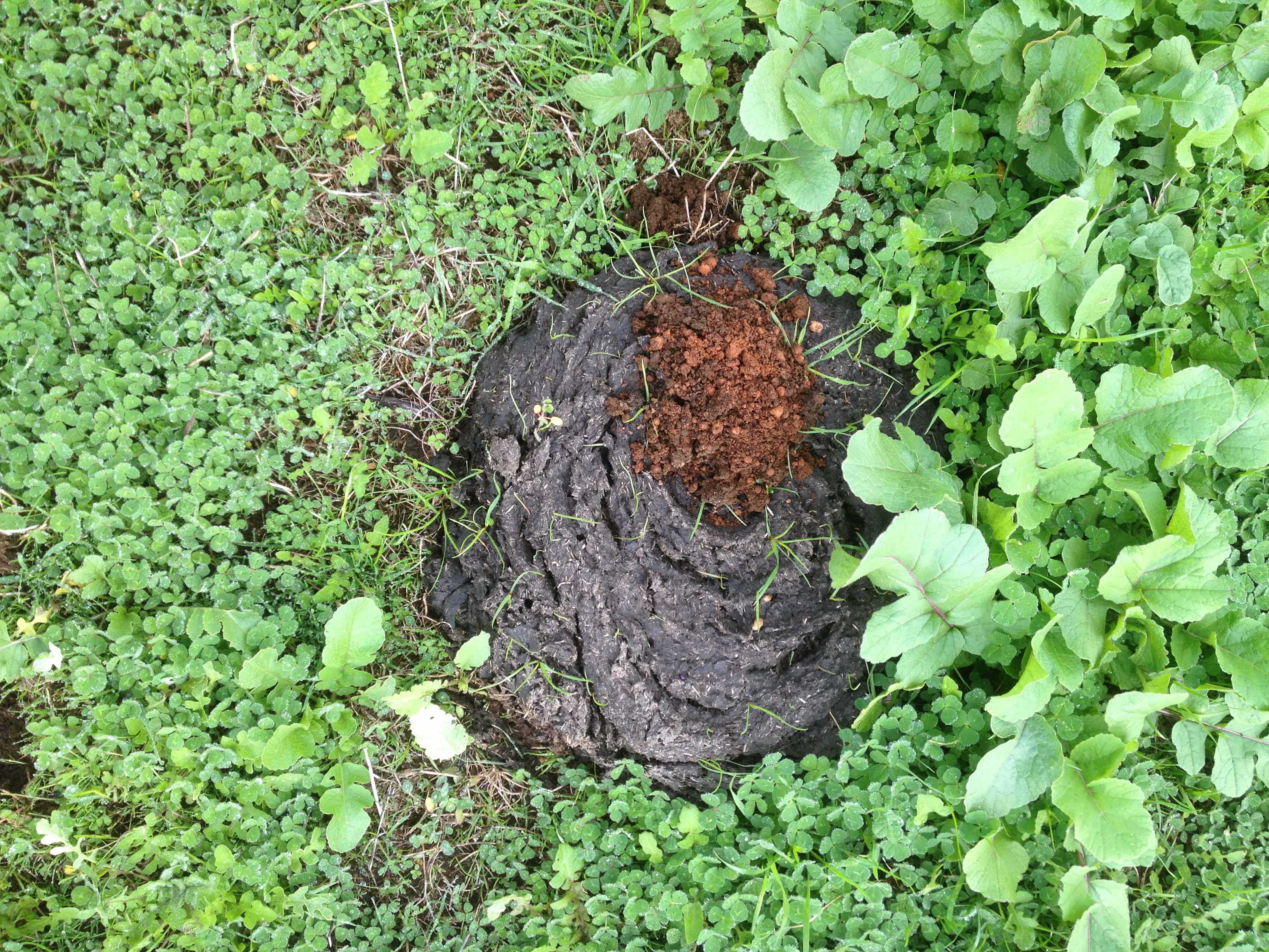 Bubas bison | dungbeetlessw