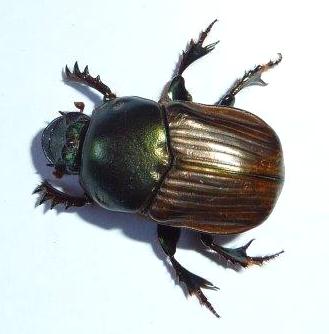 Onitis aygulus | dungbeetlessw