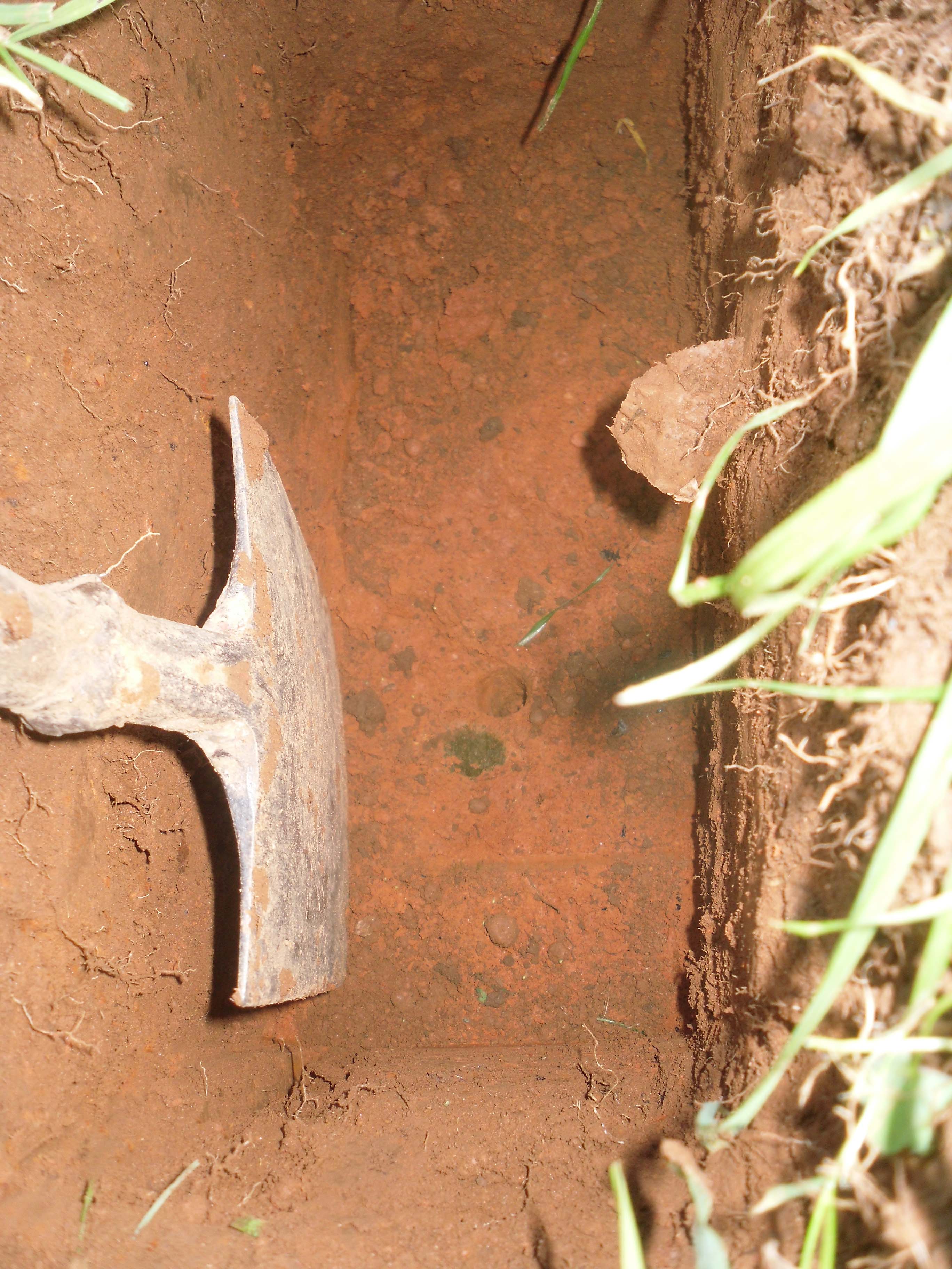 Bubas bison | dungbeetlessw