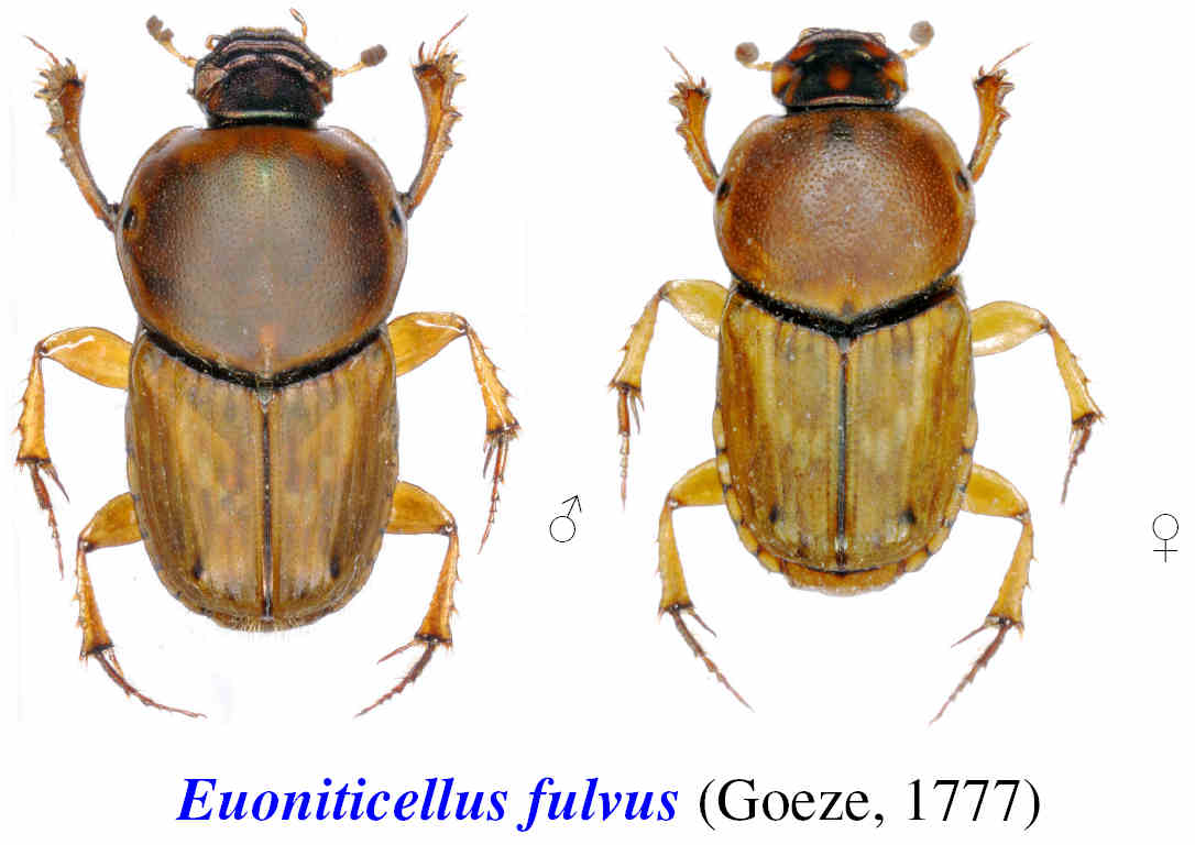 Euoniticellus fulvus | dungbeetlessw