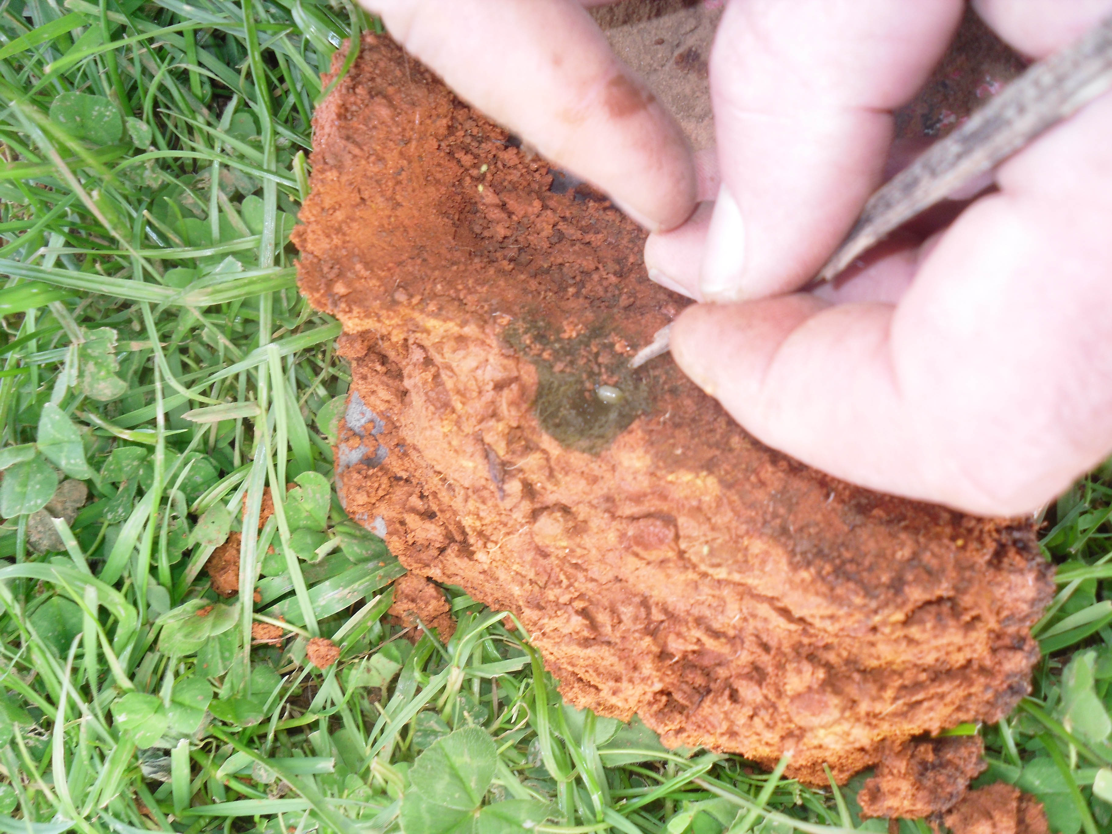 Bubas bison | dungbeetlessw