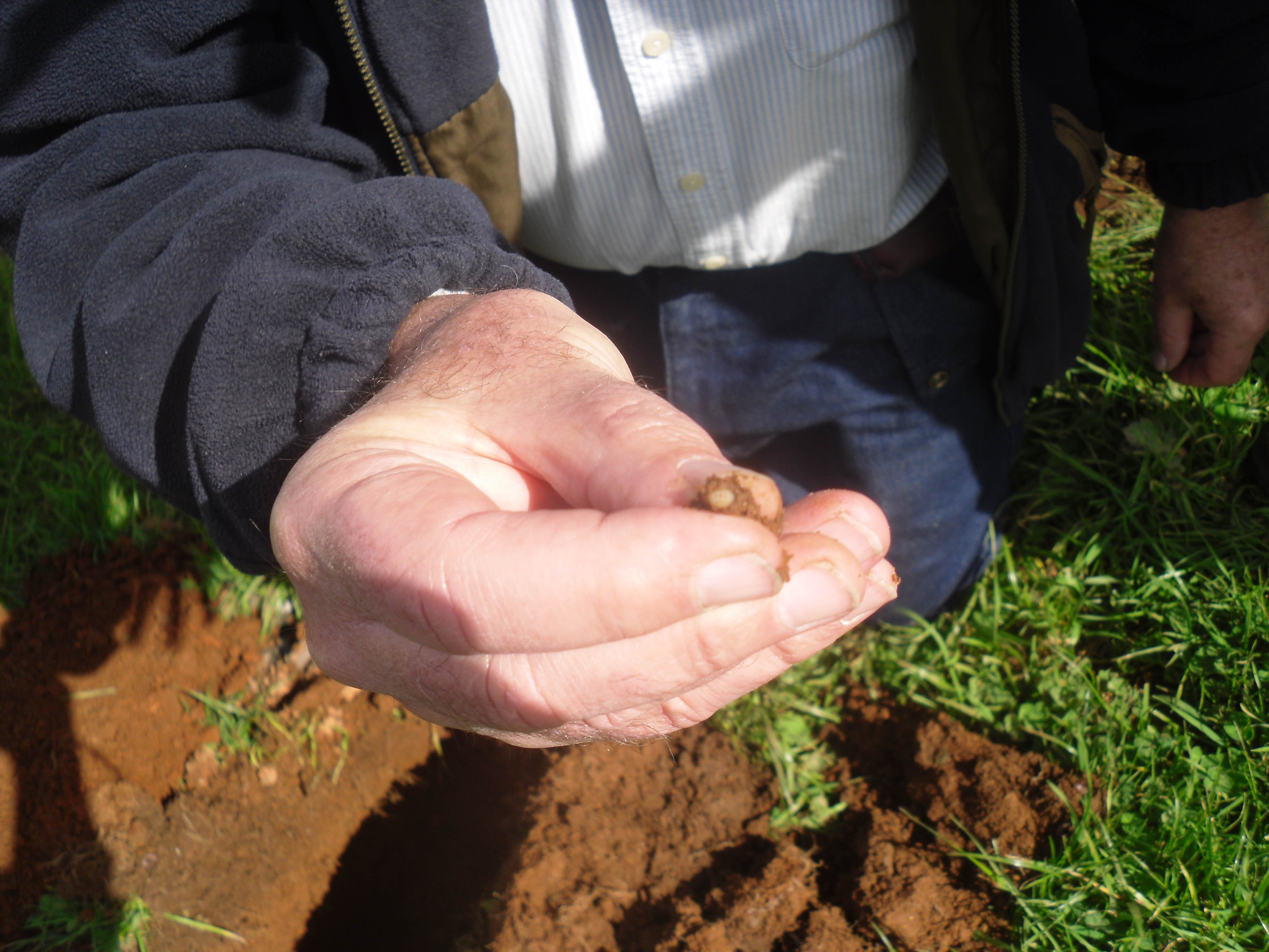 Bubas bison | dungbeetlessw