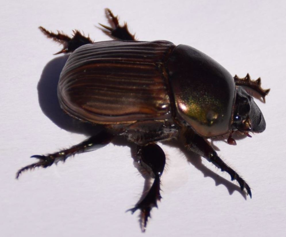 Onitis aygulus | dungbeetlessw