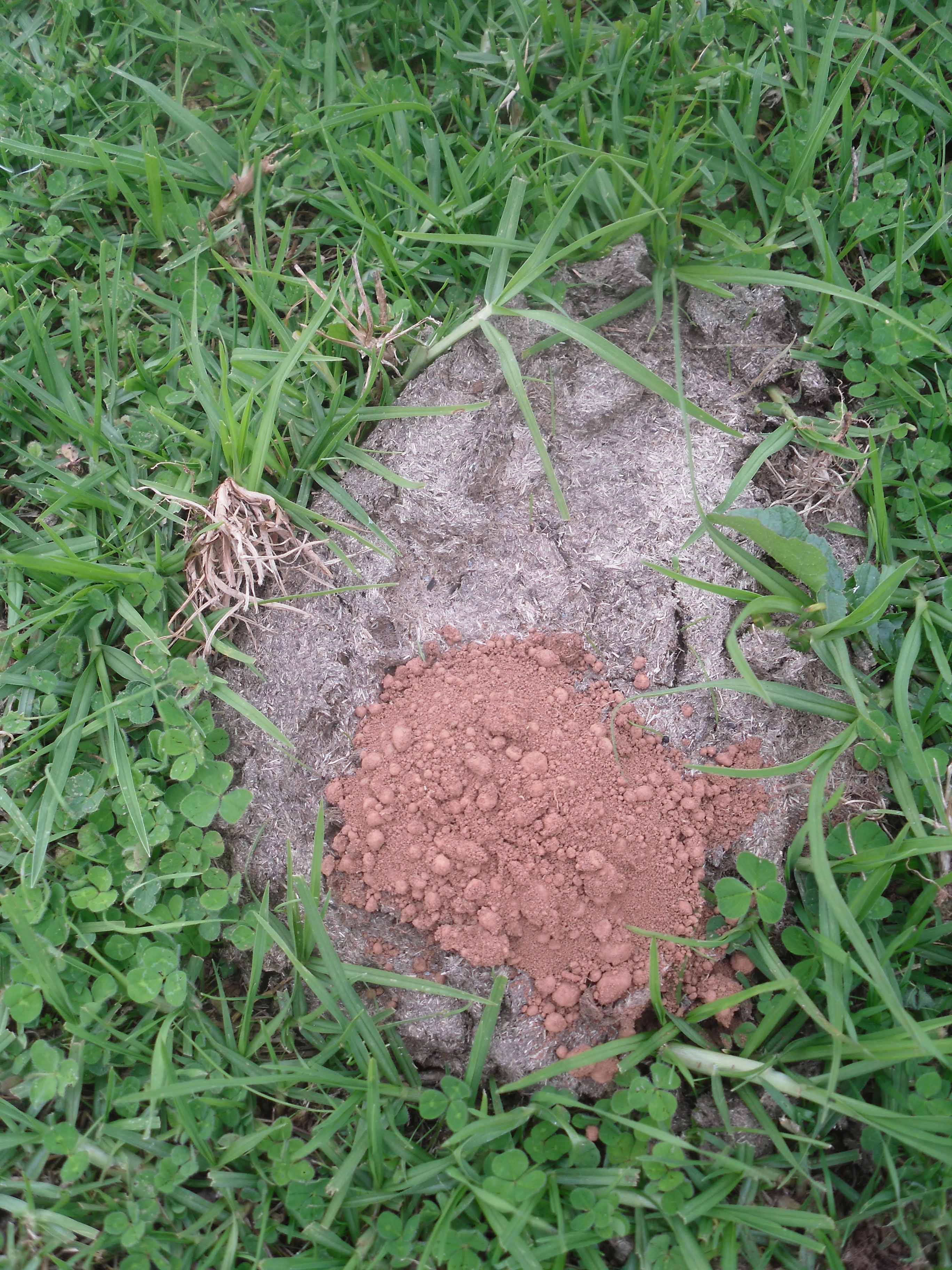 Bubas bison | dungbeetlessw