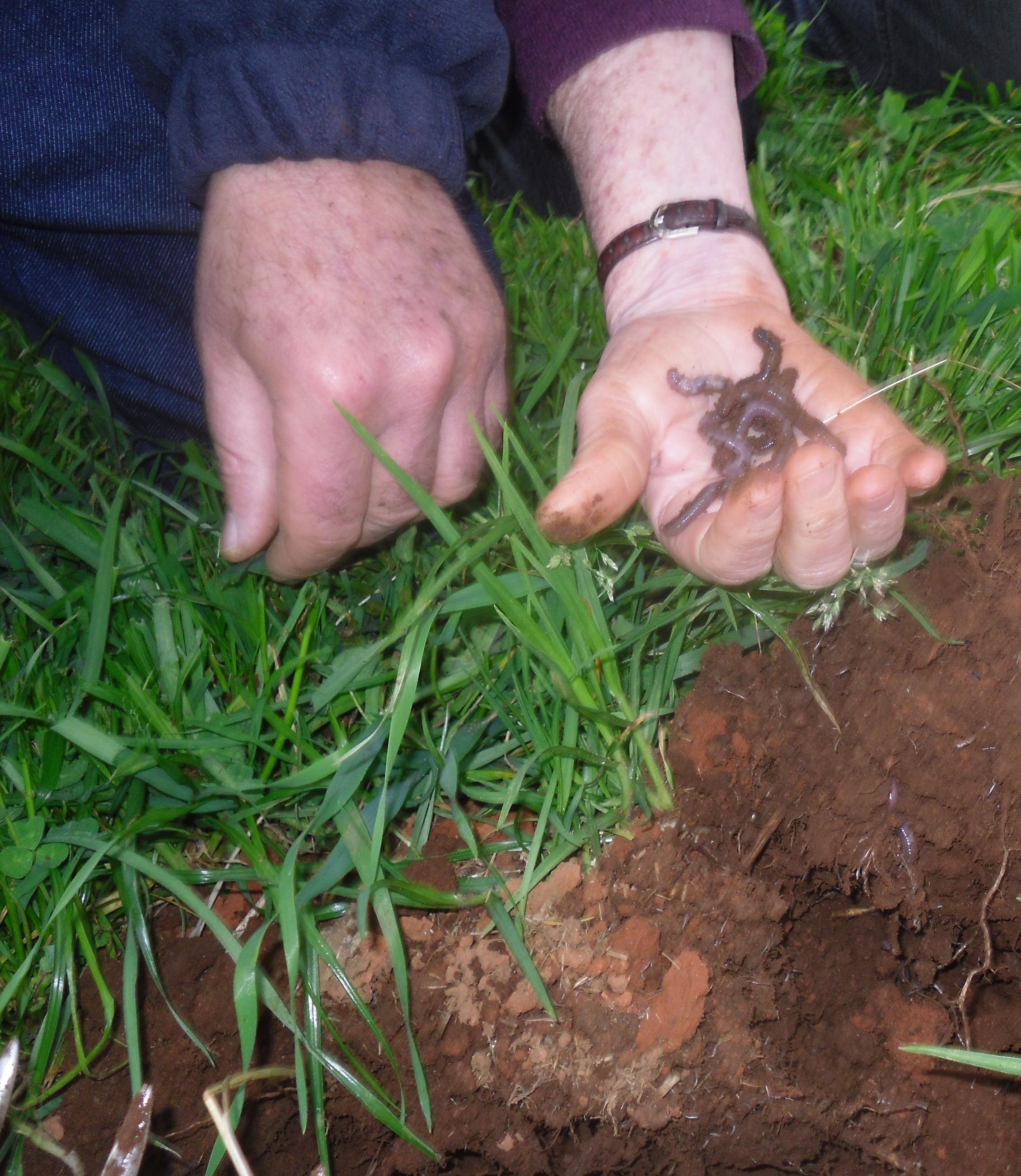 Bubas bison | dungbeetlessw