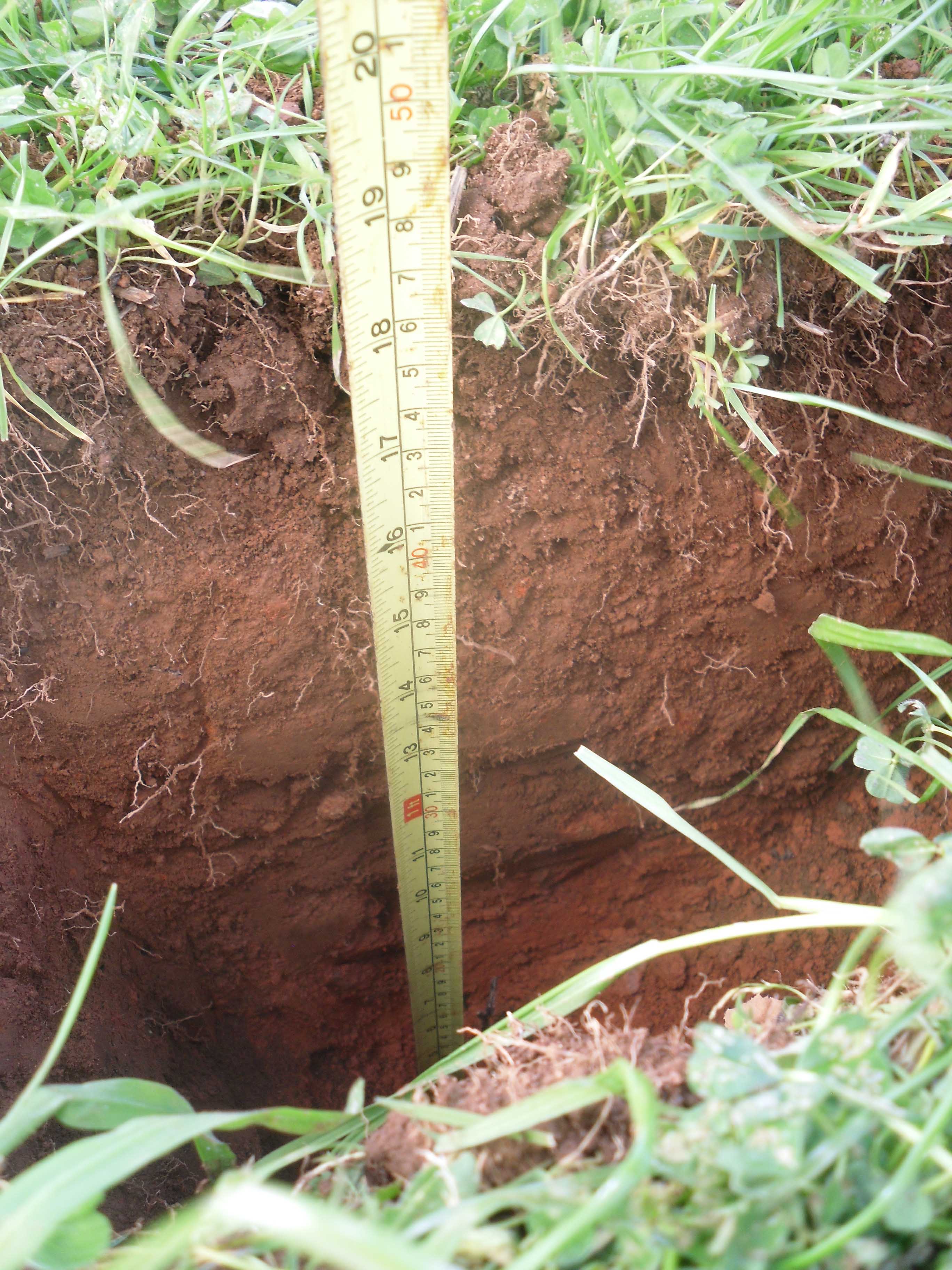 Bubas bison | dungbeetlessw