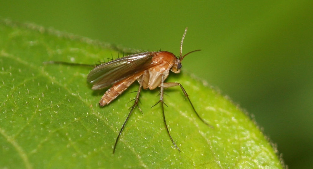 Fungus Gnats on Cannabis Plants