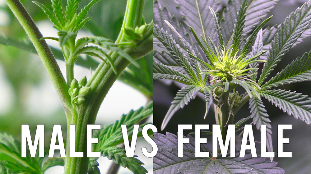 Sexing Your Cannabis Plant Male Vs Female Sexing Your Cannabis Plant Male Vs Female