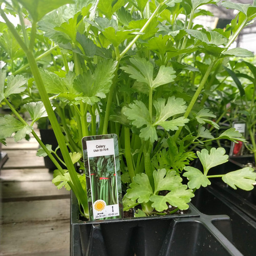 Celery (6 pack) | Rekker's