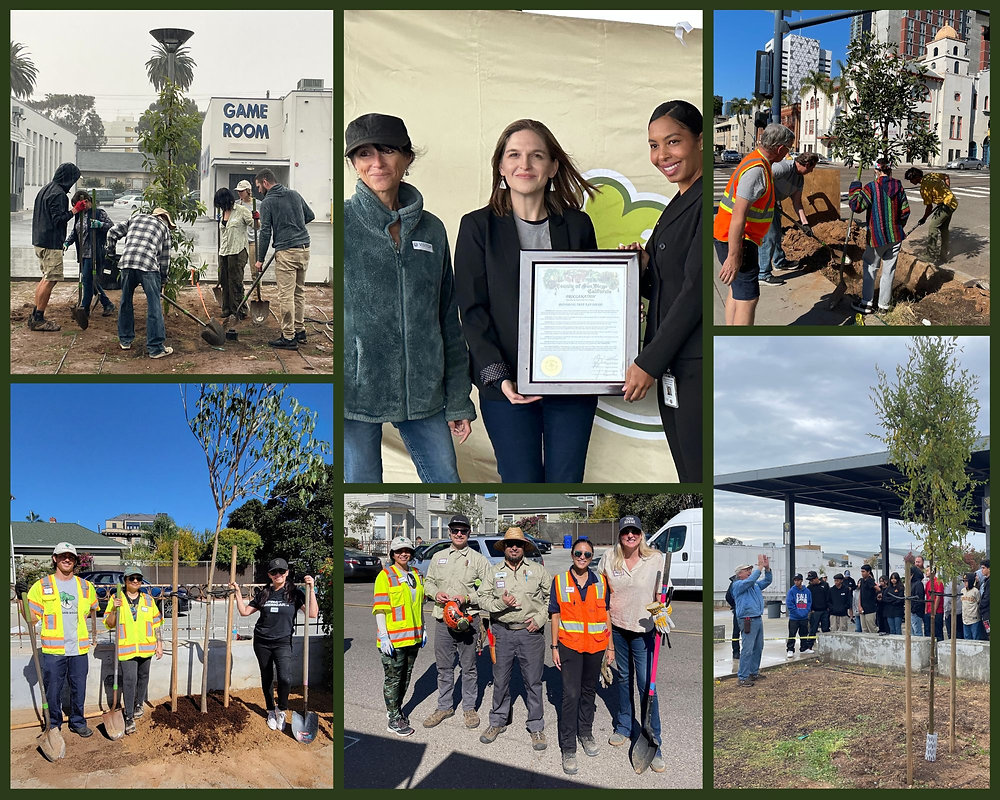December 2023: It's Official: November 15 is Tree San Diego Day!
