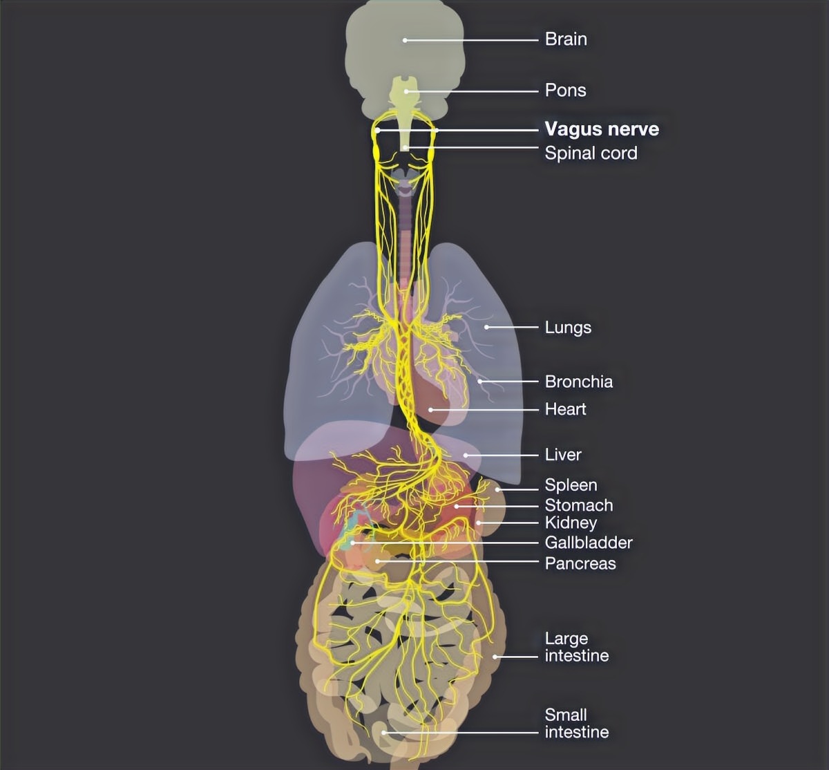 The Solar and Ray blasts could be affecting the Vagus Nerve (the SOUL ...